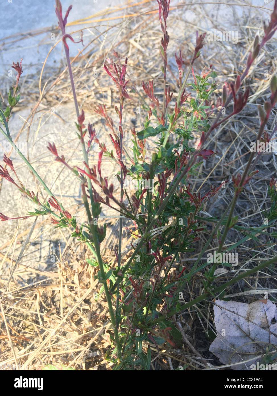 Southern Beeblossom (Oenothera simulans) Plantae Stock Photo - Alamy