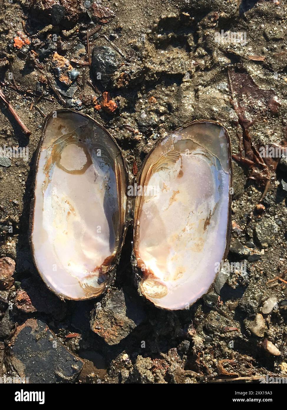 Eastern Elliptio (Elliptio complanata) Mollusca Stock Photo - Alamy