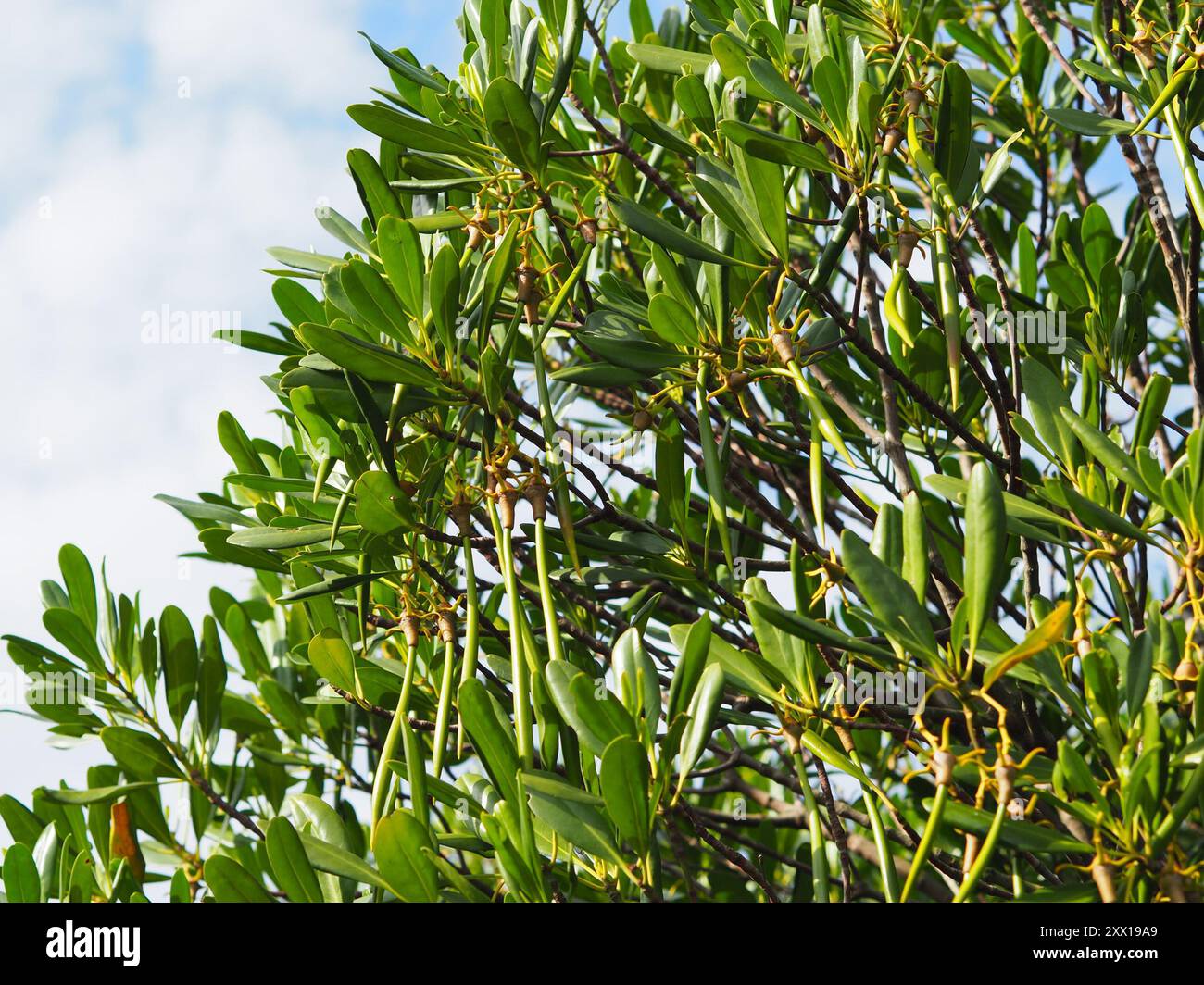 (Kandelia obovata) Plantae Stock Photo - Alamy