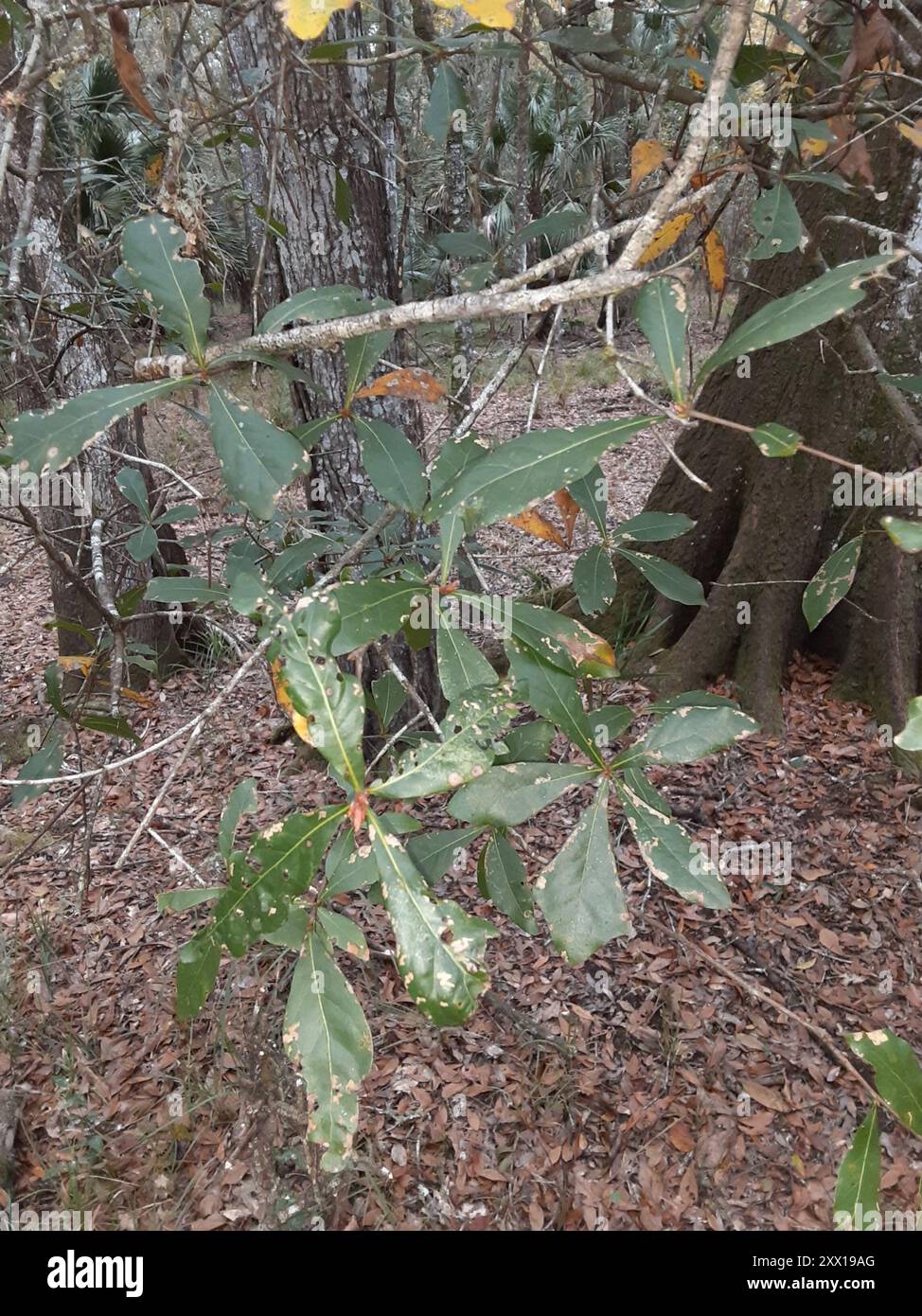 oaks (Quercus) Plantae Stock Photo - Alamy