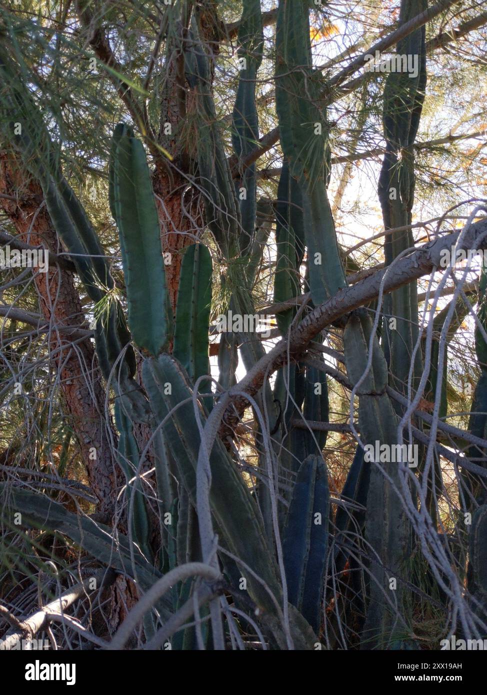 globular cacti, moonlight cacti, torch cacti, and allies (Cactoideae ...