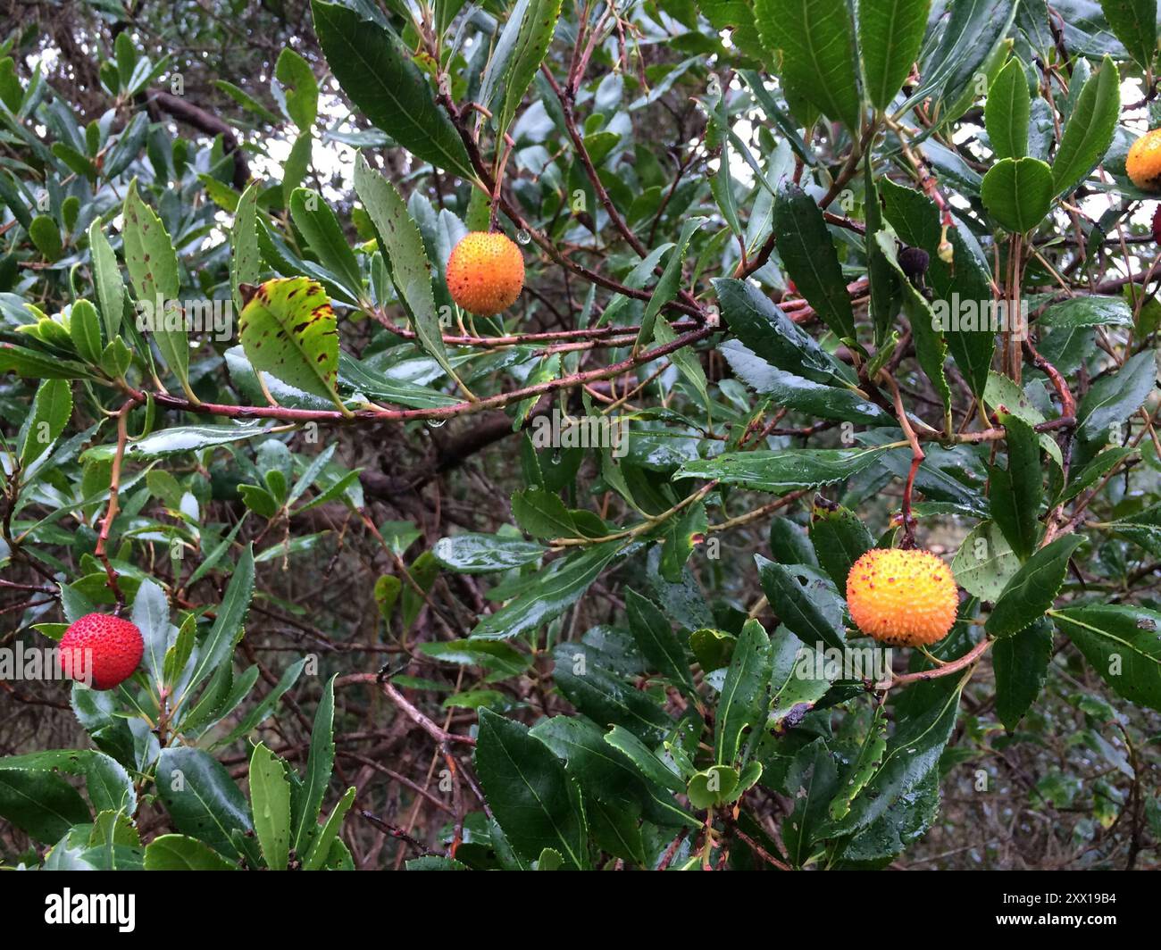 strawberry tree (Arbutus unedo) Plantae Stock Photo - Alamy