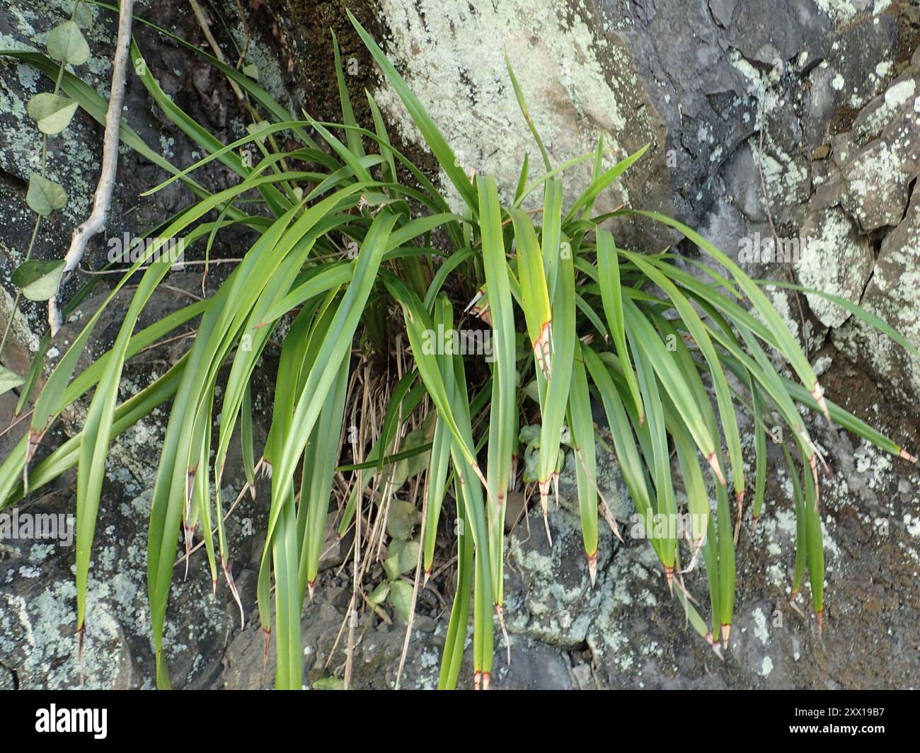 cerulean flax-lily (Dianella ensifolia) Plantae Stock Photo - Alamy