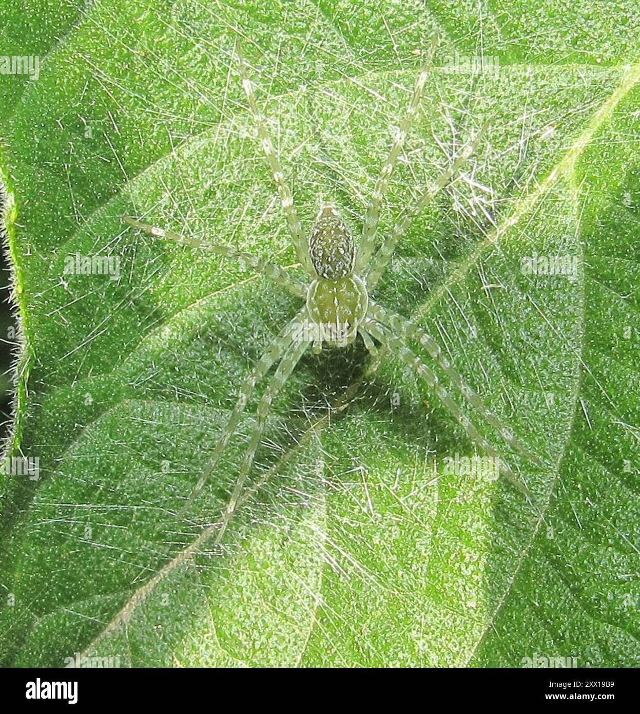 Nursery Web Spiders (Pisauridae) Arachnida Stock Photo - Alamy