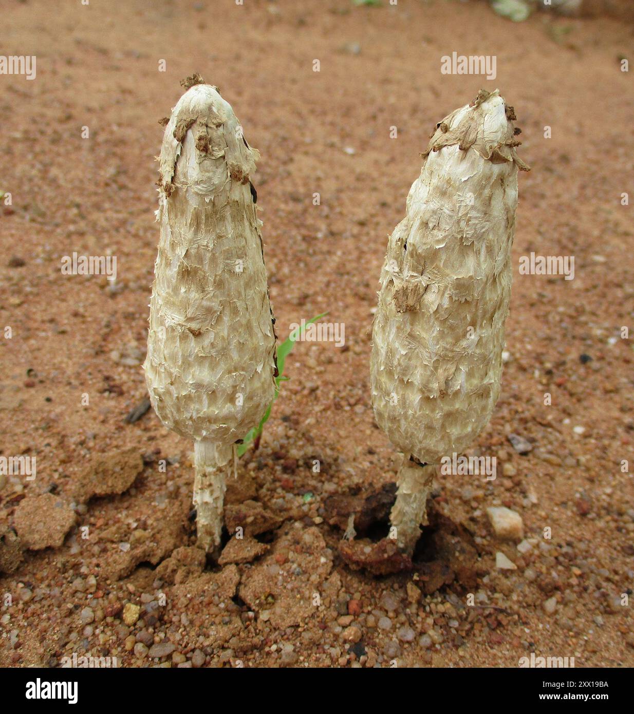 Podaxis hi-res stock photography and images - Alamy