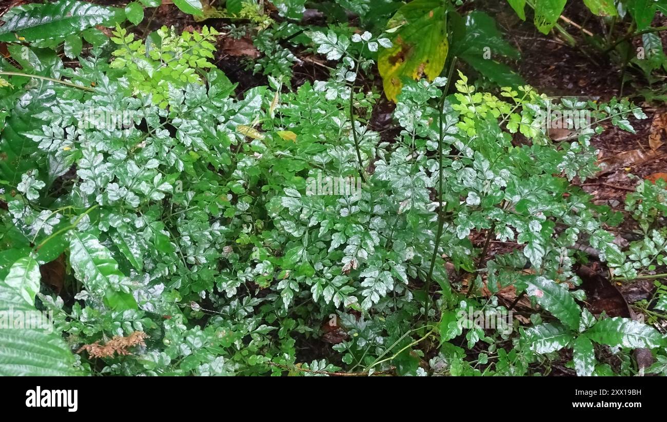 soapberry family (Sapindaceae) Plantae Stock Photo - Alamy