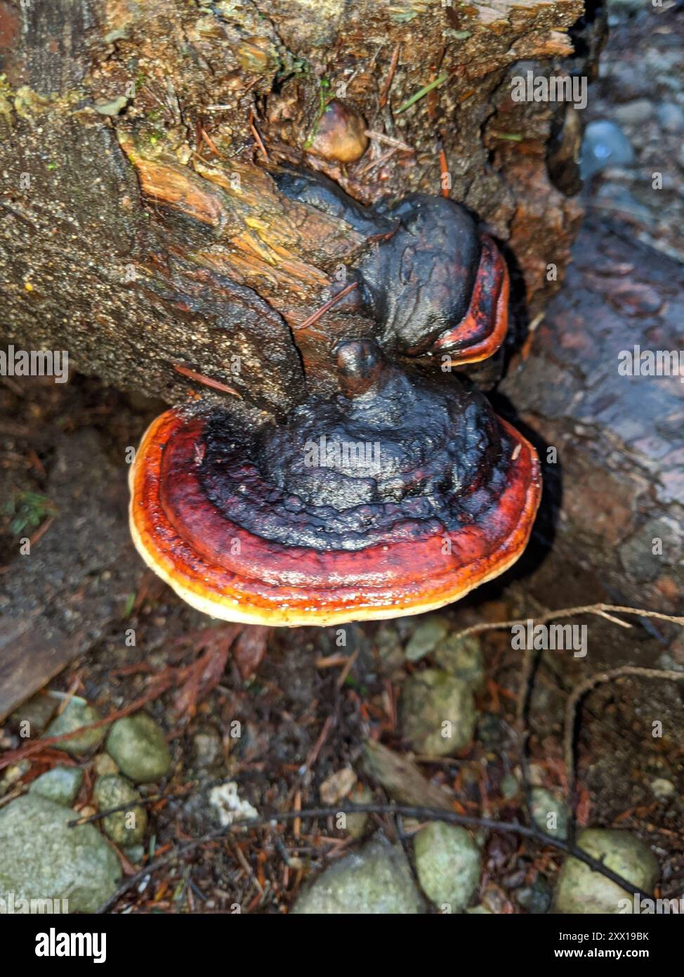 Northern Red Belt (Fomitopsis mounceae) Fungi Stock Photo - Alamy