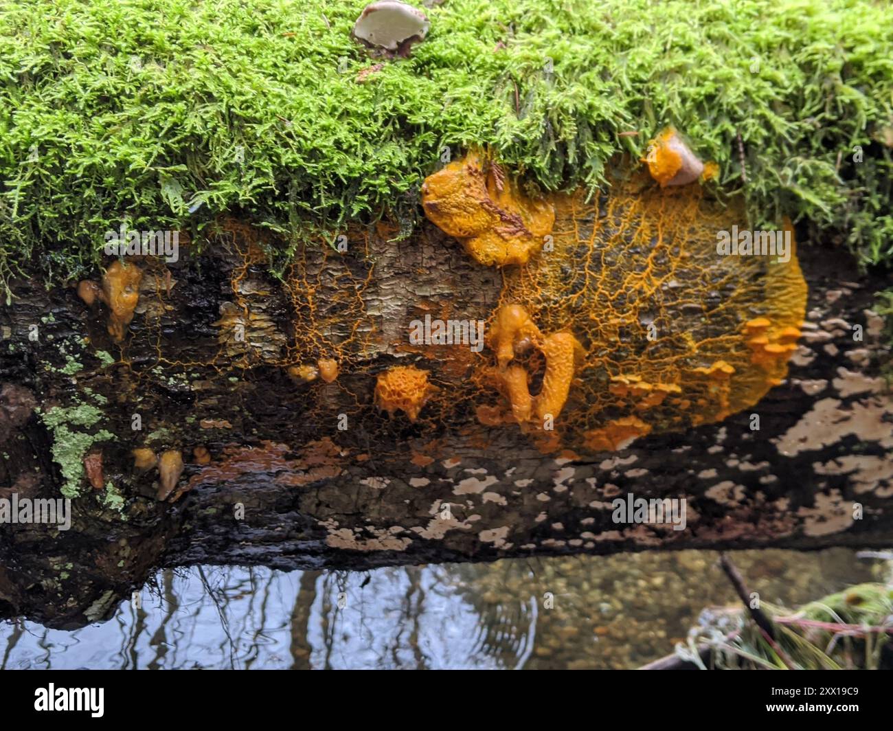 (Badhamia utricularis) Protozoa Stock Photo - Alamy