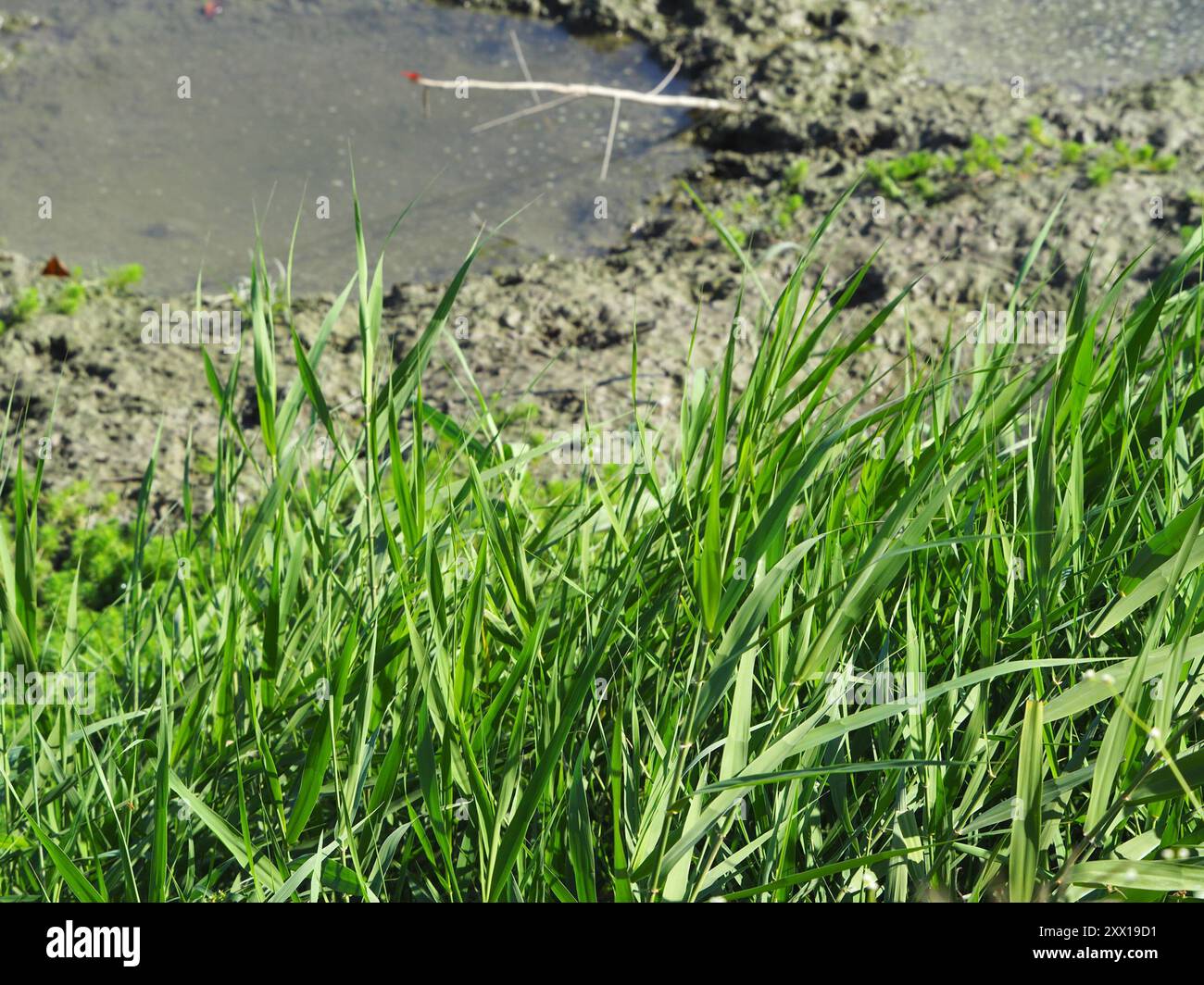 guinea grass (Megathyrsus maximus) Plantae Stock Photo - Alamy