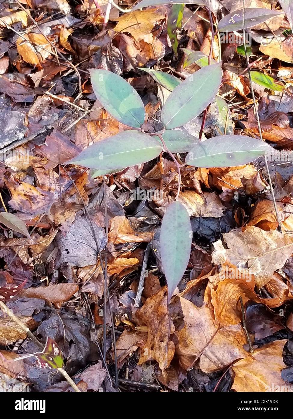 mountain doghobble (Leucothoe fontanesiana) Plantae Stock Photo - Alamy