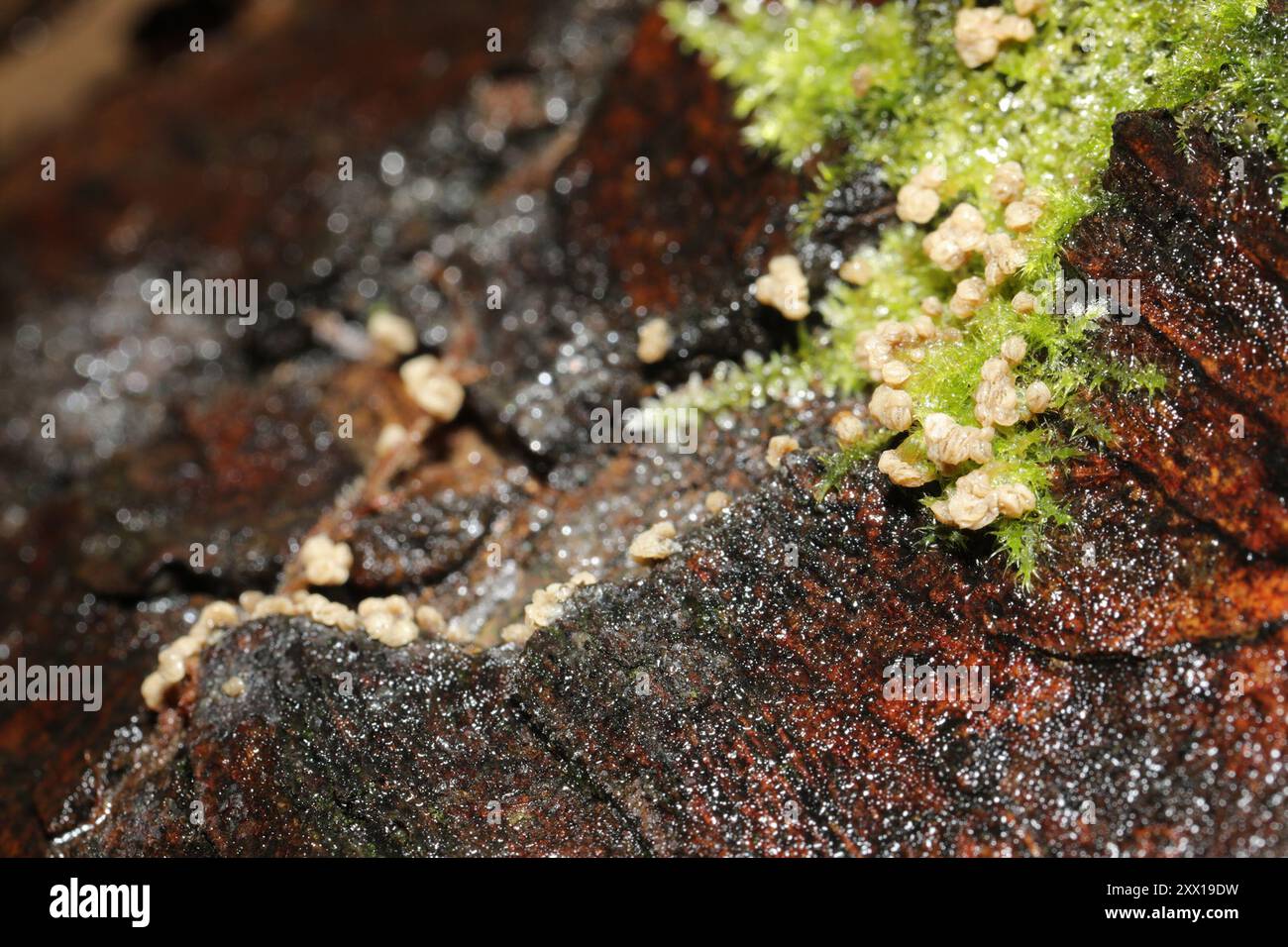 Streamside Leptodictyum Moss (Leptodictyum riparium) Plantae Stock ...