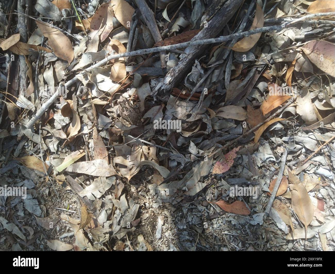 Raucous Toad (Sclerophrys capensis) Amphibia Stock Photo - Alamy