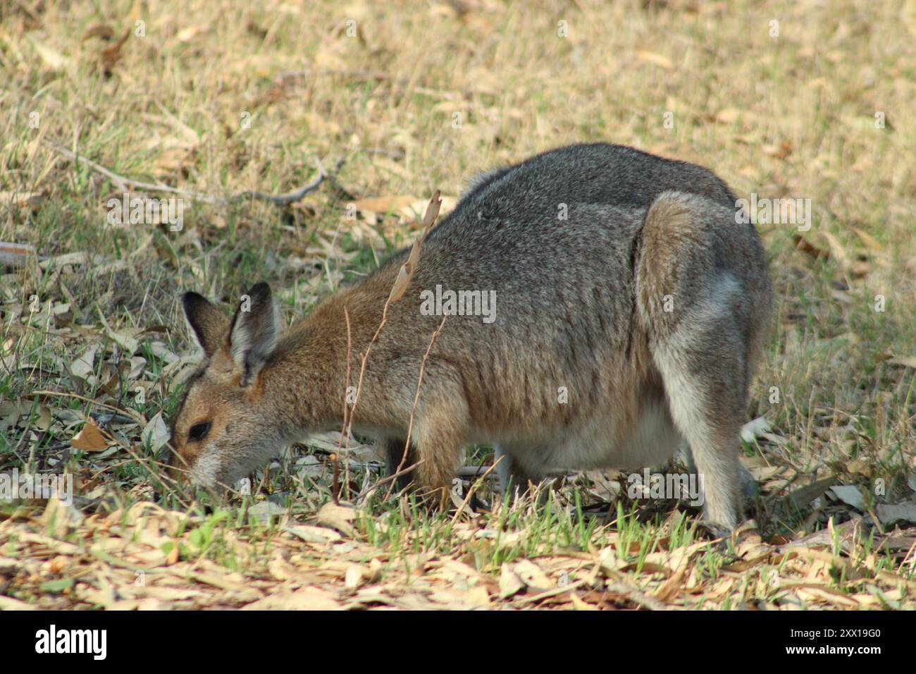 Red-necked Wallaby (Notamacropus rufogriseus) Mammalia Stock Photo - Alamy