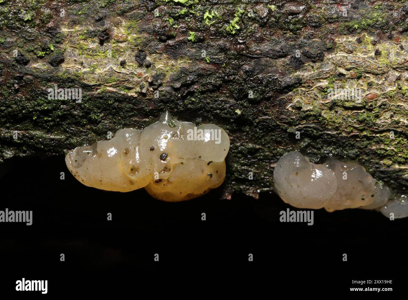 Crystal brain fungi hi-res stock photography and images - Alamy
