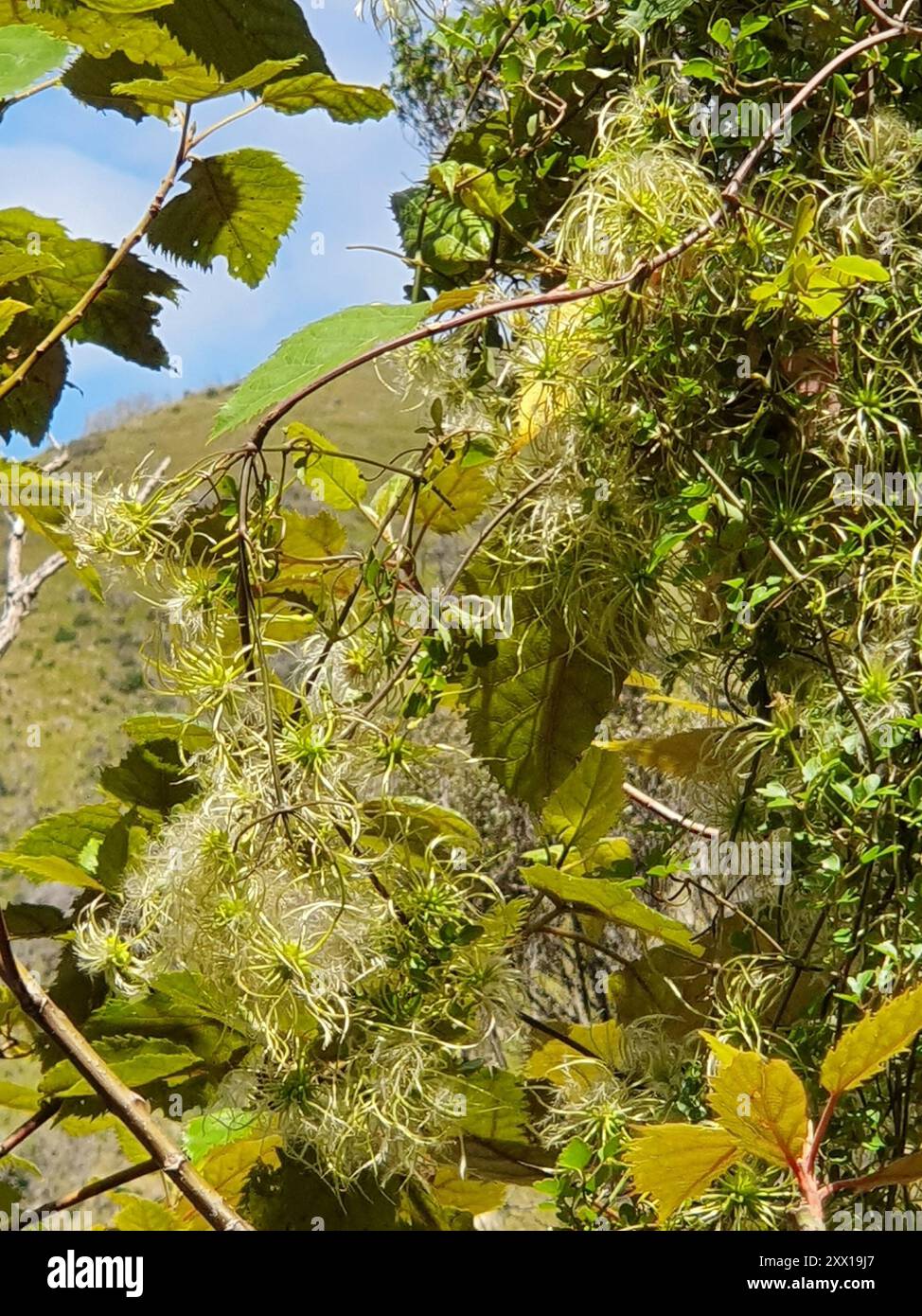 Forster's Clematis (Clematis forsteri) Plantae Stock Photo - Alamy