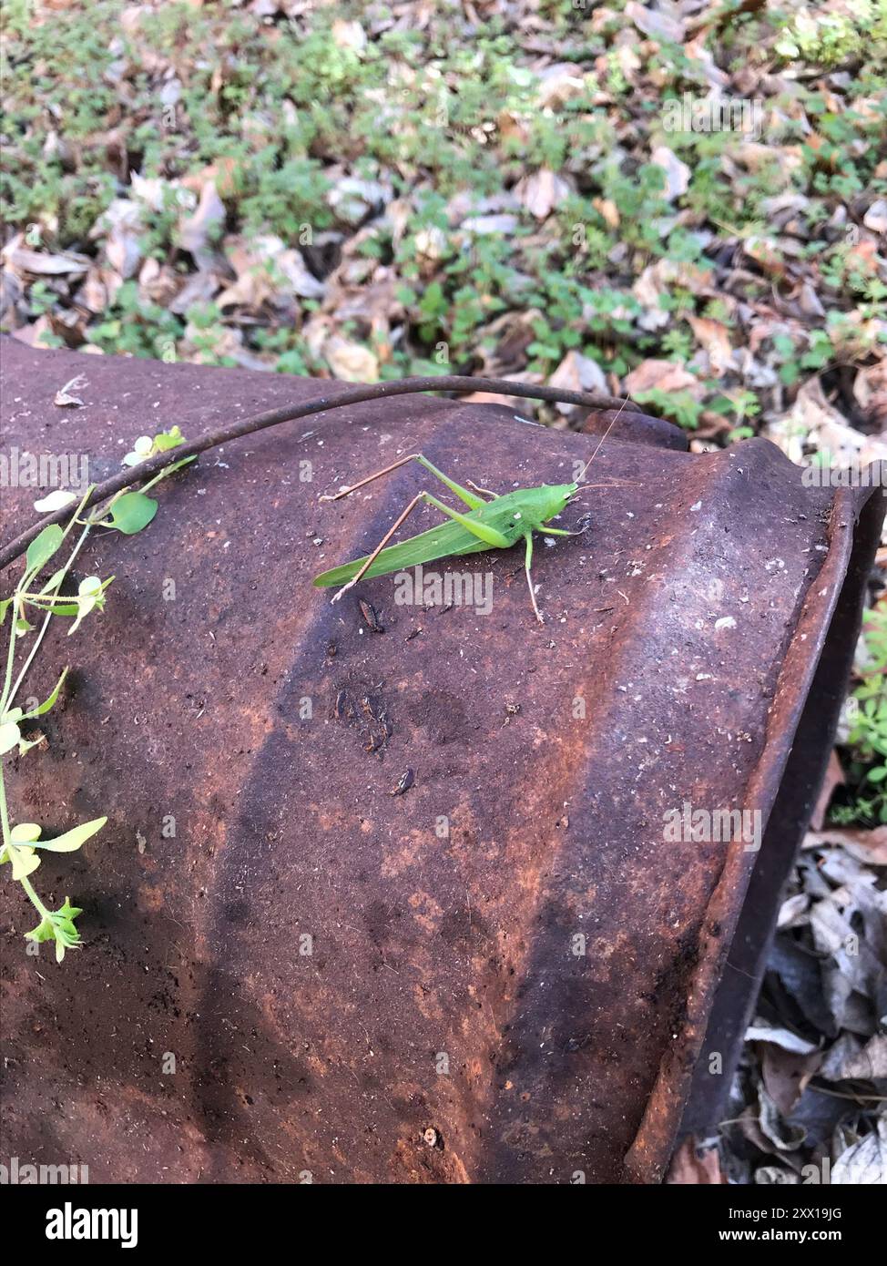 Common Coneheads (Neoconocephalus) Insecta Stock Photo - Alamy