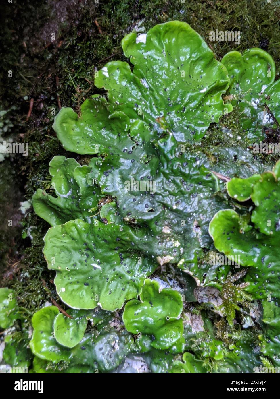 freckled pelt lichen (Peltigera aphthosa) Fungi Stock Photo - Alamy