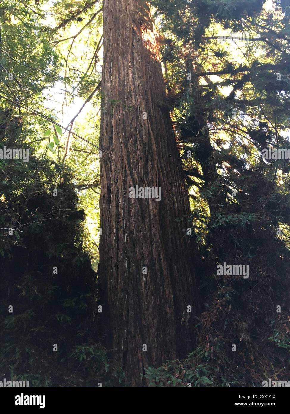 coast redwood (Sequoia sempervirens) Plantae Stock Photo - Alamy
