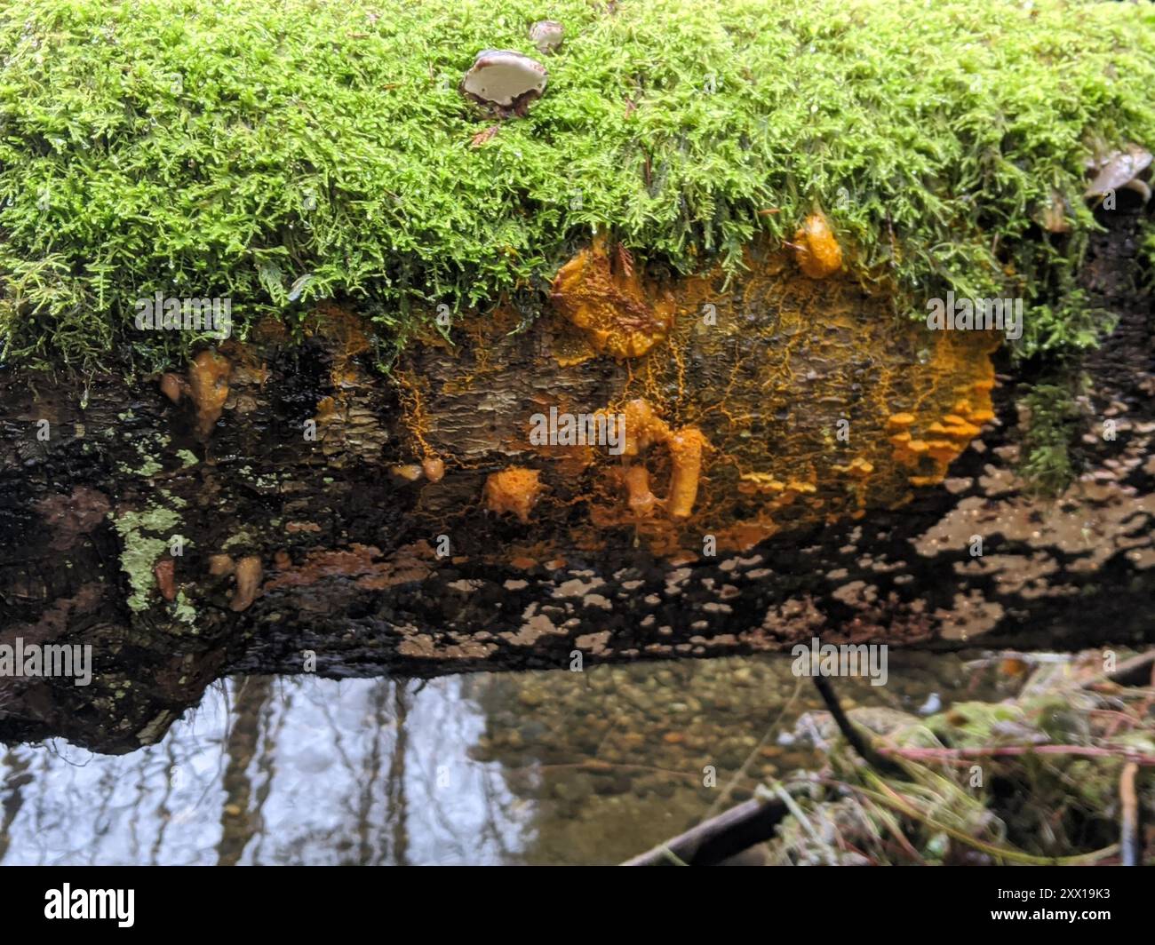 (Badhamia utricularis) Protozoa Stock Photo - Alamy