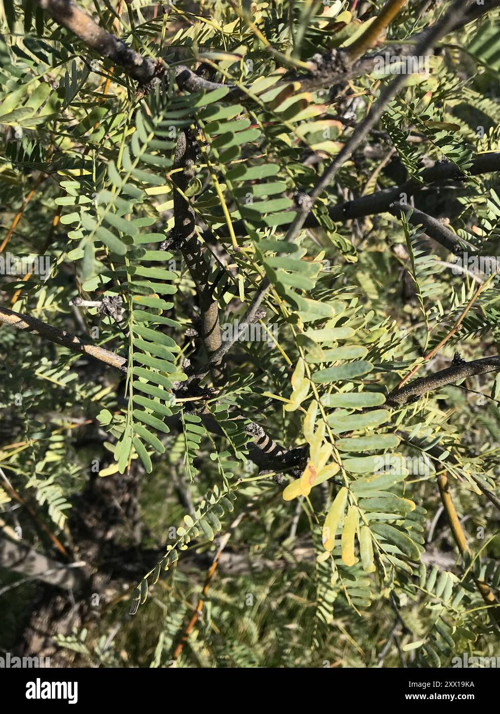 mesquites (Neltuma) Plantae Stock Photo - Alamy