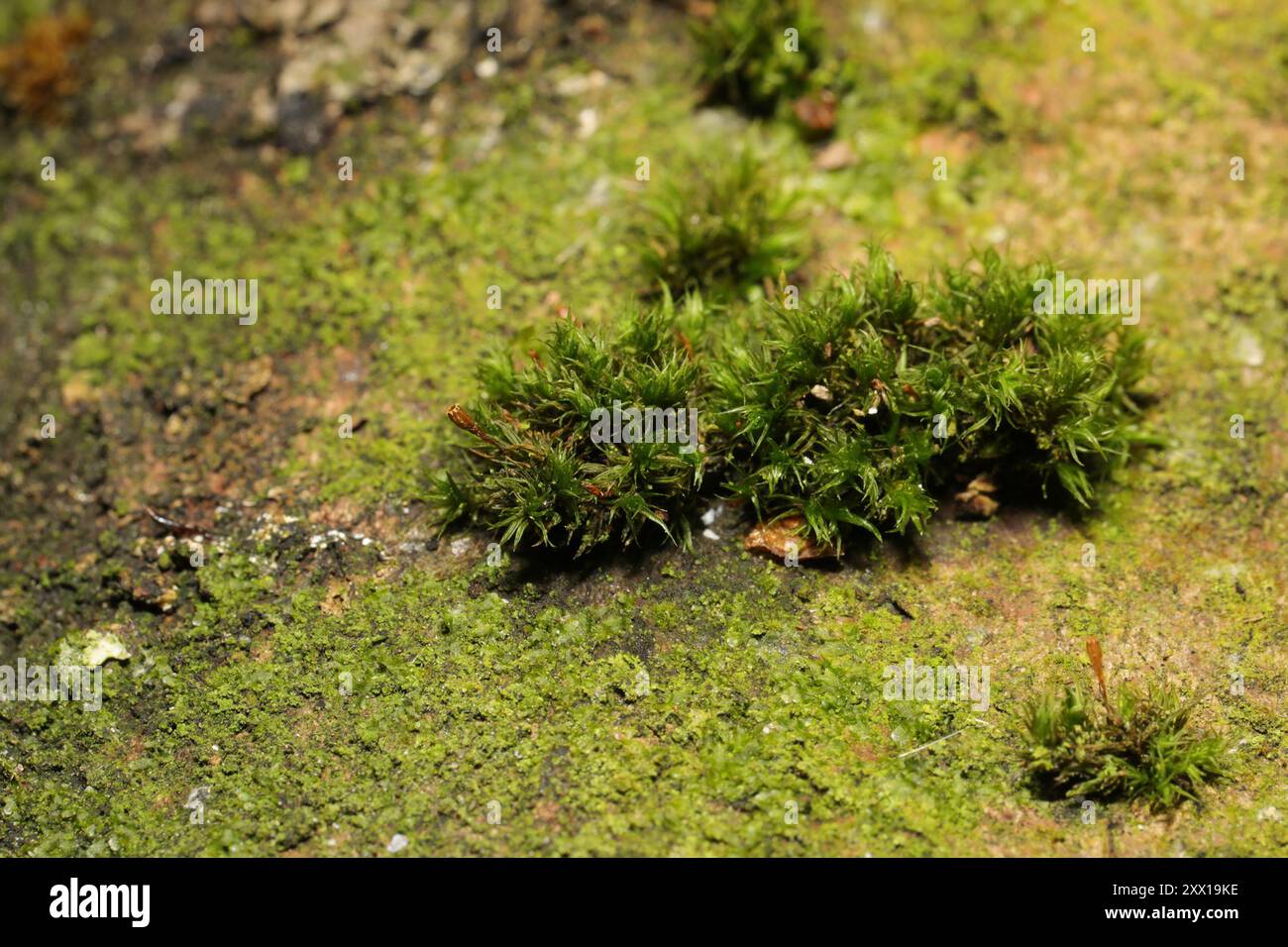 Wood Bristle-moss (Lewinskya affinis) Plantae Stock Photo - Alamy