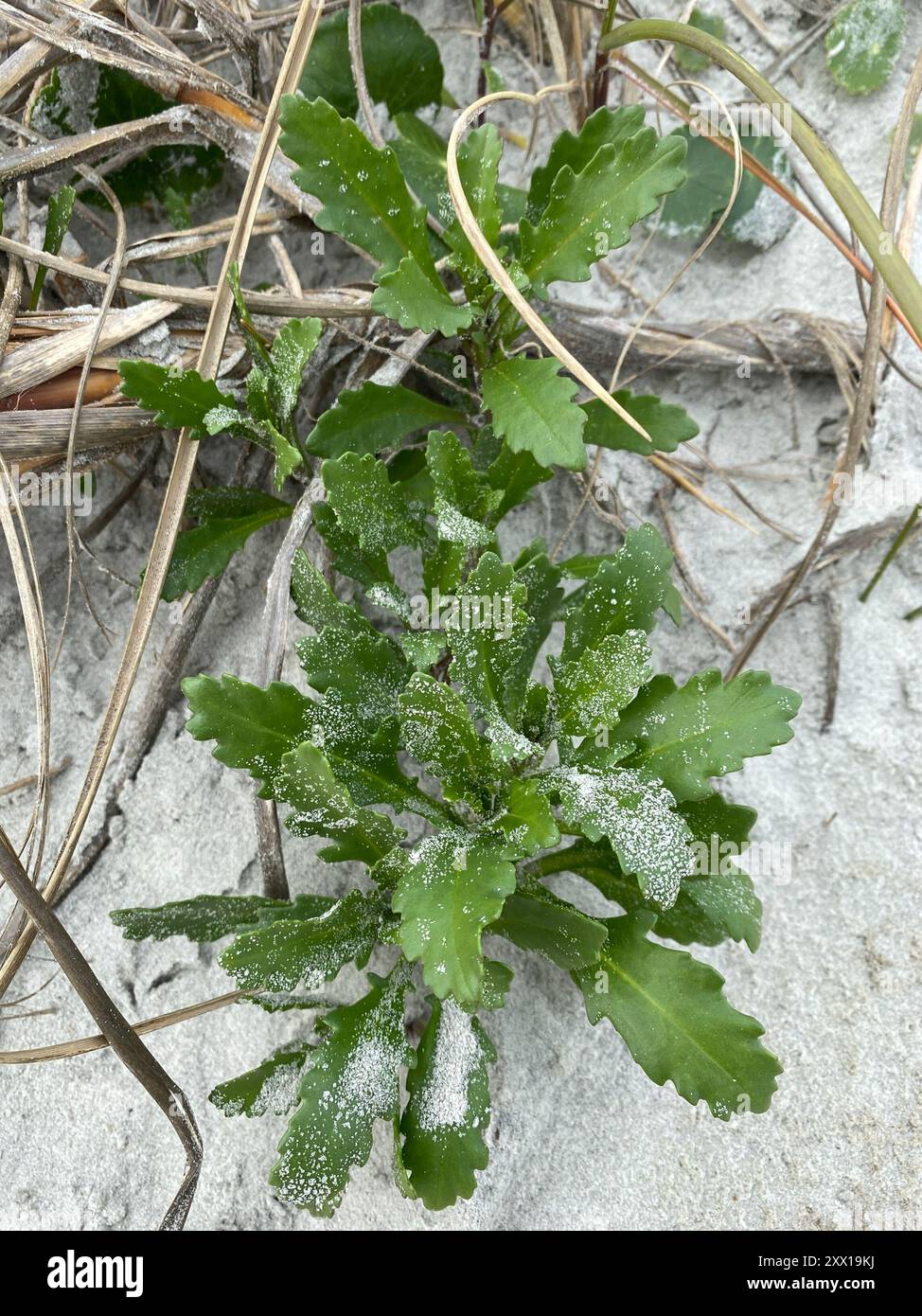 Flat-beaked Searocket (Cakile edentula harperi) Plantae Stock Photo - Alamy