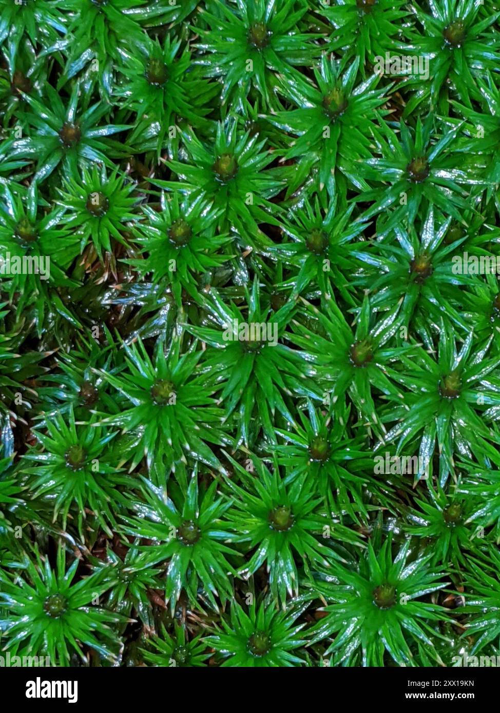 haircap mosses (Polytrichum) Plantae Stock Photo - Alamy