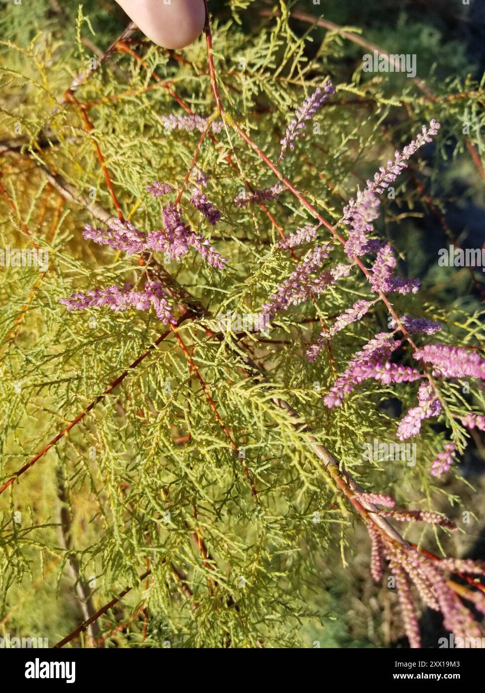 saltcedar (Tamarix ramosissima) Plantae Stock Photo - Alamy