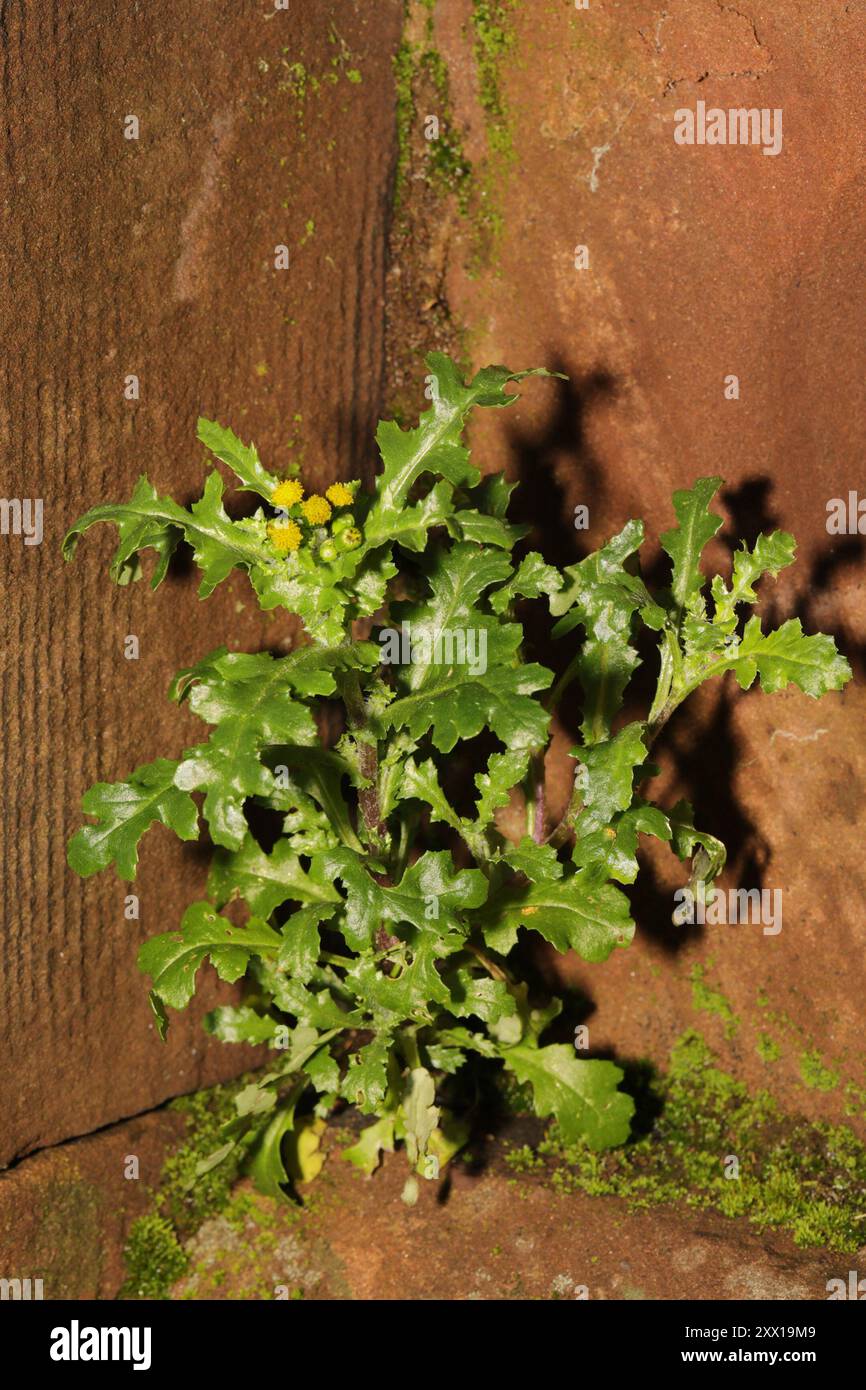 common groundsel (Senecio vulgaris) Plantae Stock Photo - Alamy
