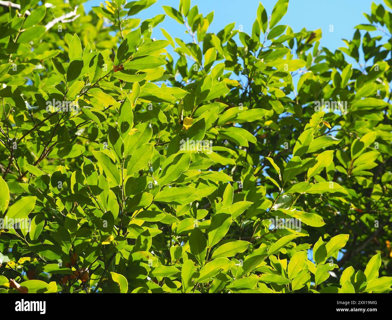 Formosan Michelia (Magnolia compressa formosana) Plantae Stock Photo ...