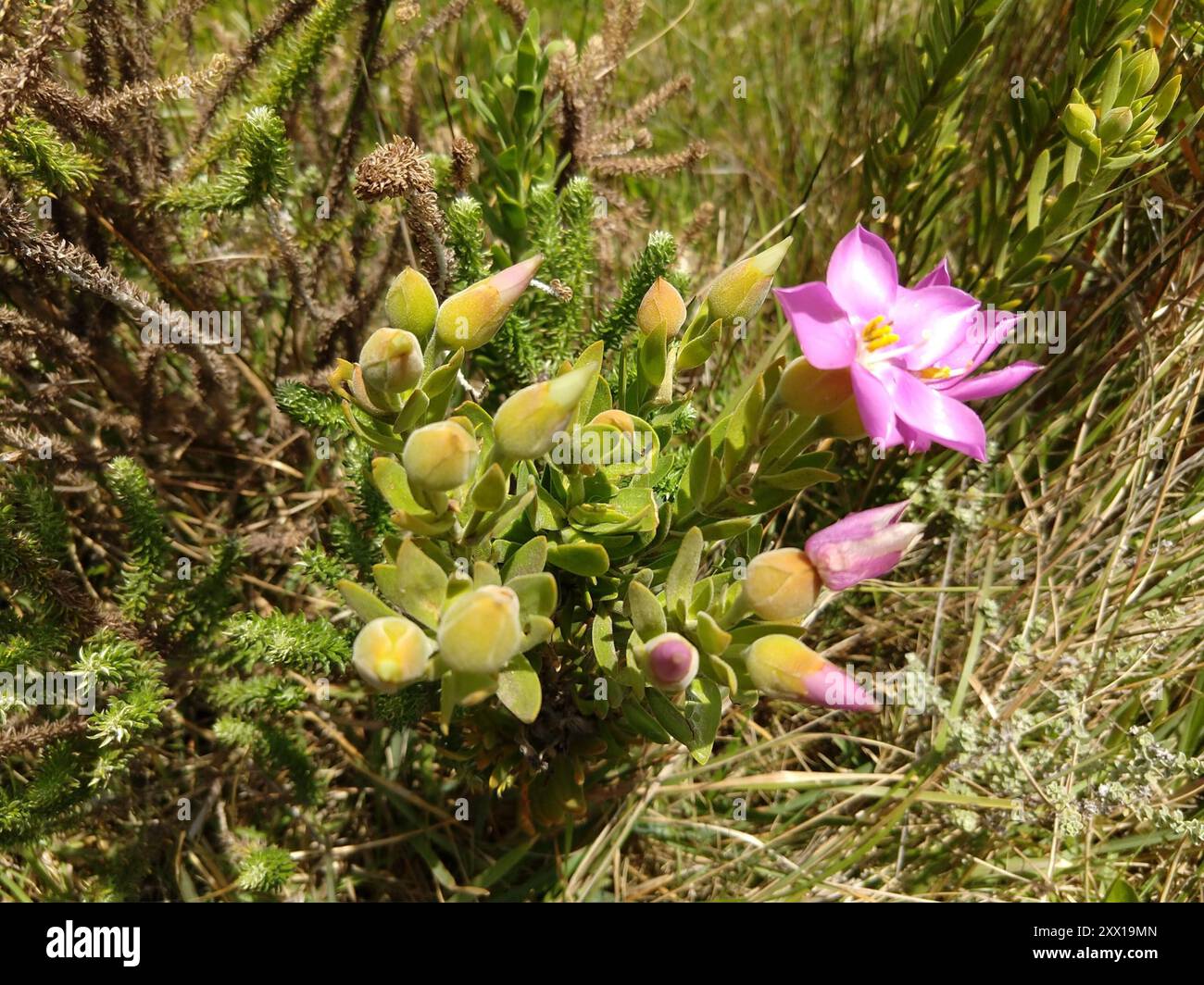 Sea Rose (Orphium frutescens) Plantae Stock Photo - Alamy