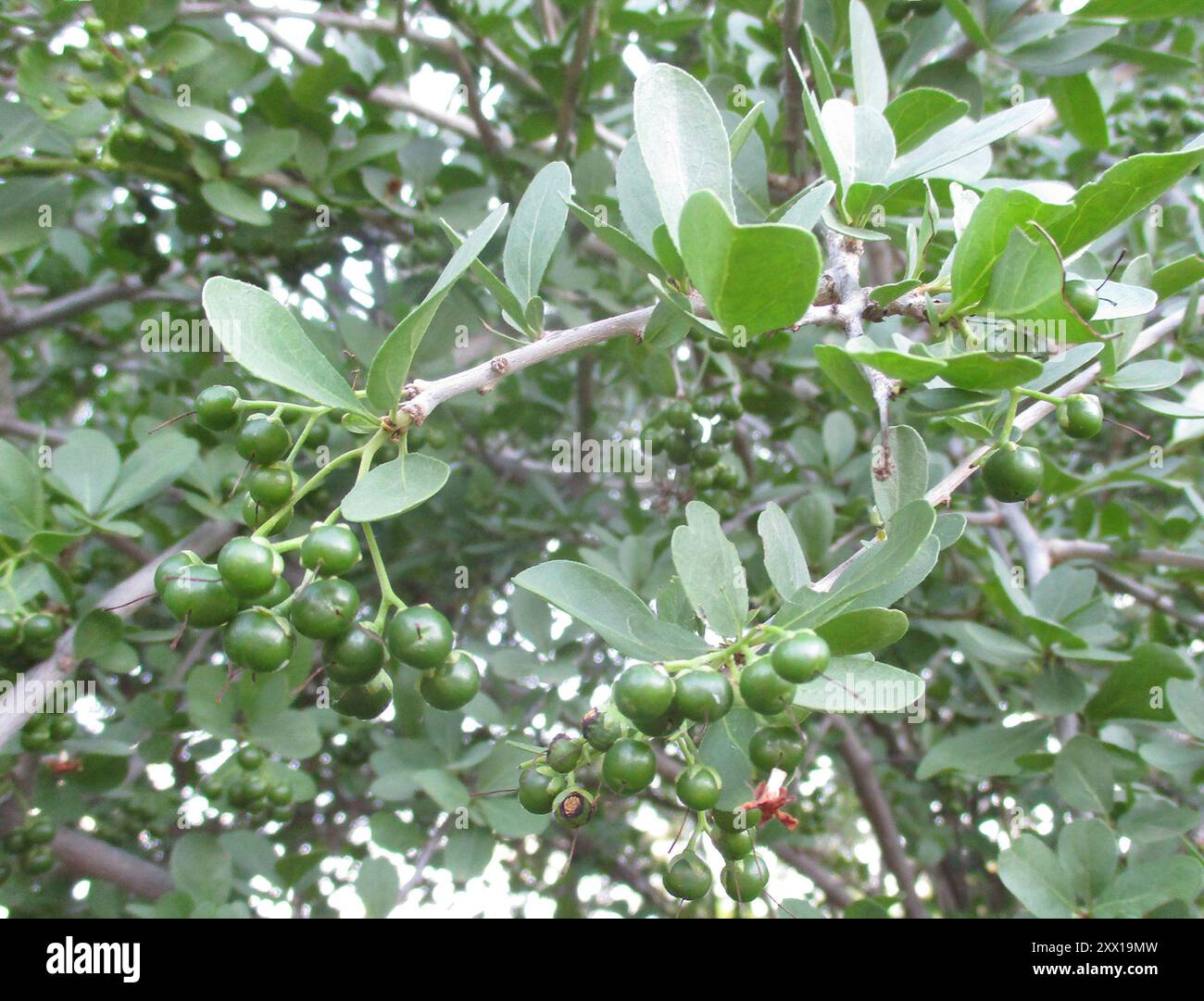 Puzzle Bush (Ehretia rigida) Plantae Stock Photo - Alamy