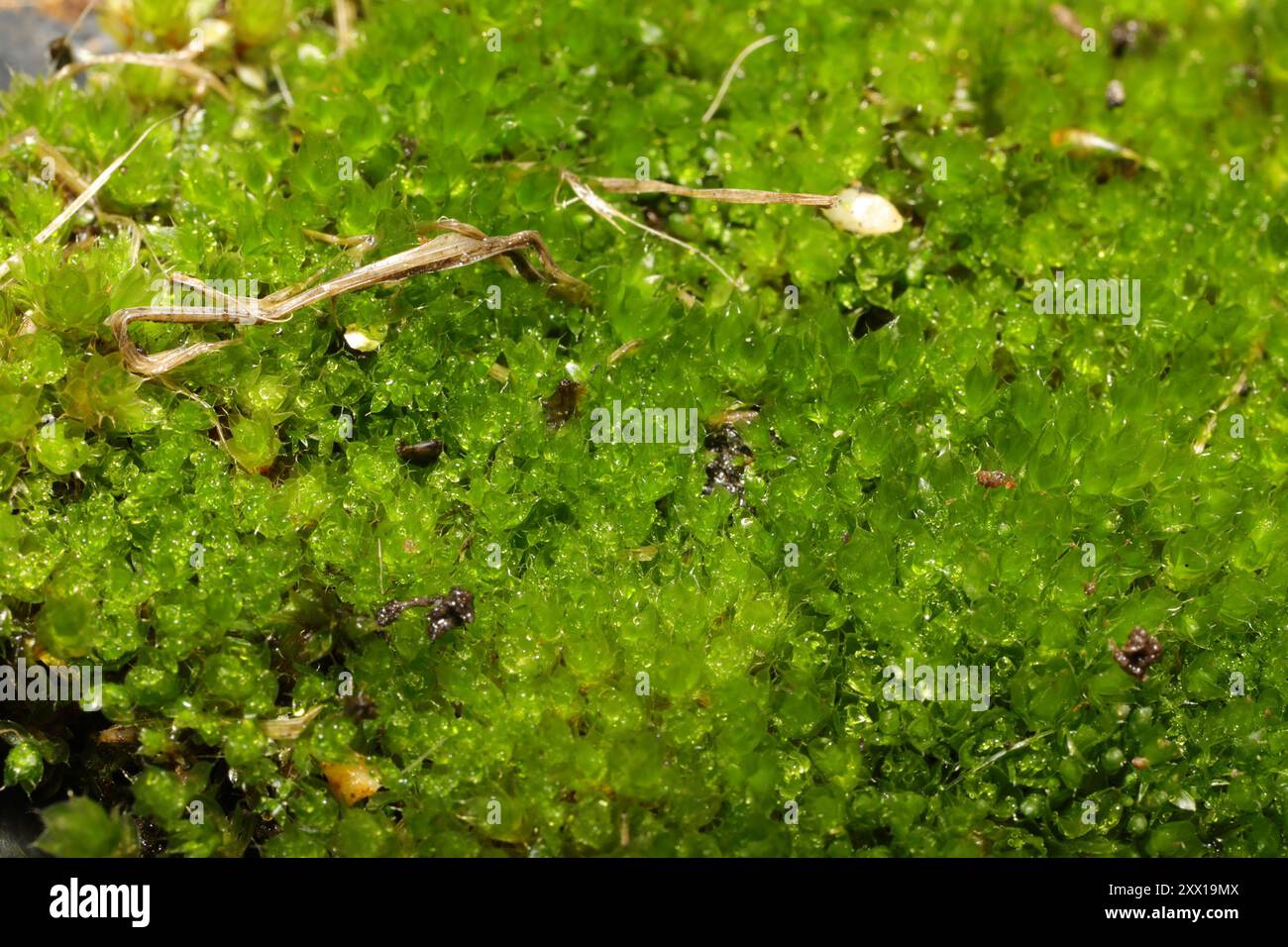 Capillary Thread-moss (Ptychostomum capillare) Plantae Stock Photo - Alamy