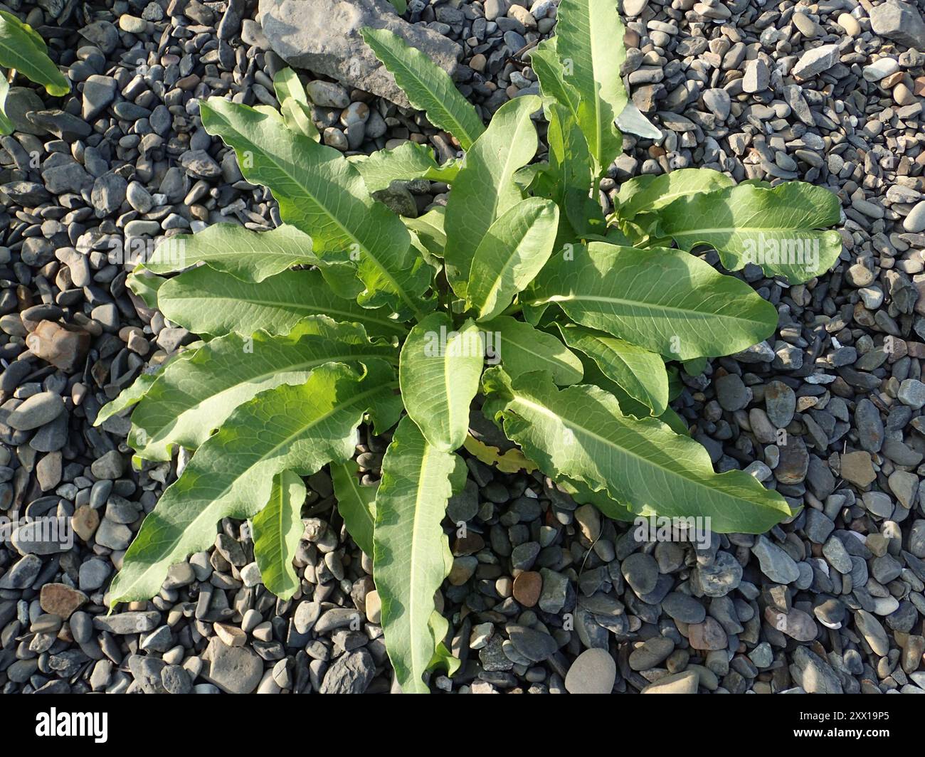 Japanese Dock (Rumex japonicus) Plantae Stock Photo - Alamy