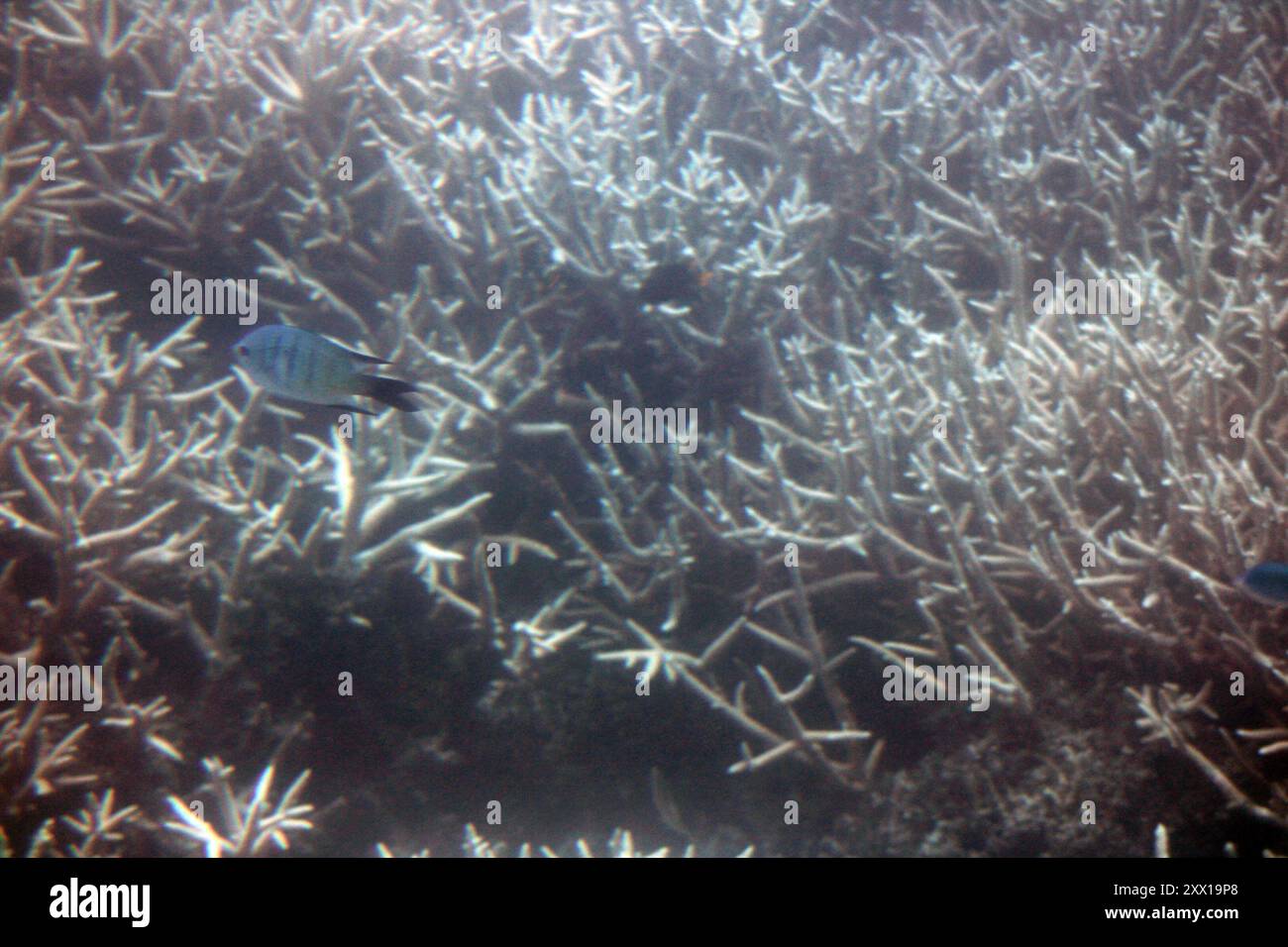 Whitley's Sergeant (Abudefduf whitleyi) Actinopterygii Stock Photo - Alamy