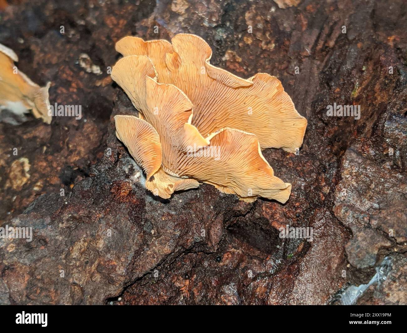 Luminescent Panellus (Panellus stipticus) Fungi Stock Photo - Alamy