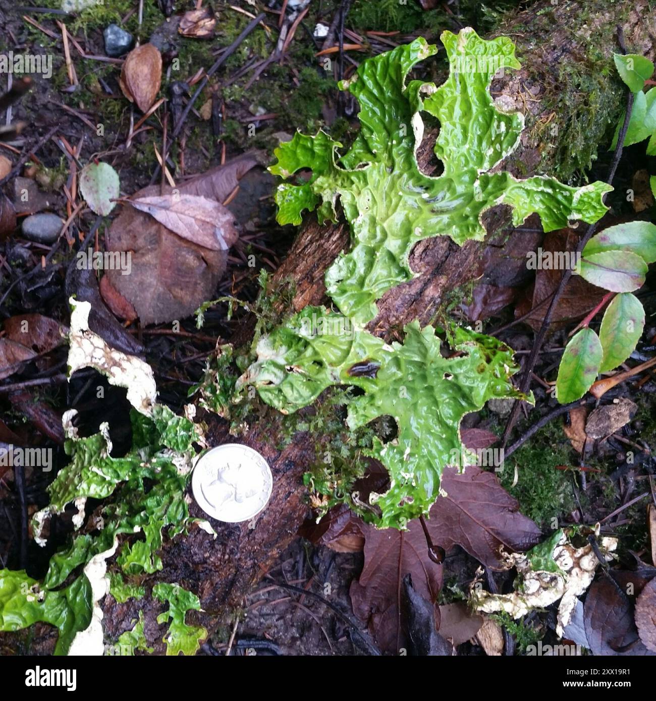 Tree Lungwort (Lobaria pulmonaria) Fungi Stock Photo - Alamy