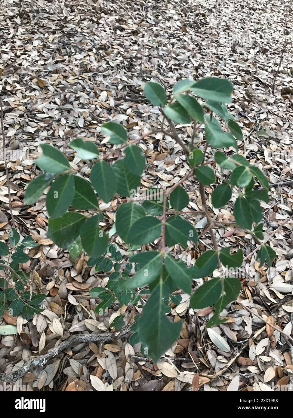 evergreen sumac (Rhus virens) Plantae Stock Photo - Alamy