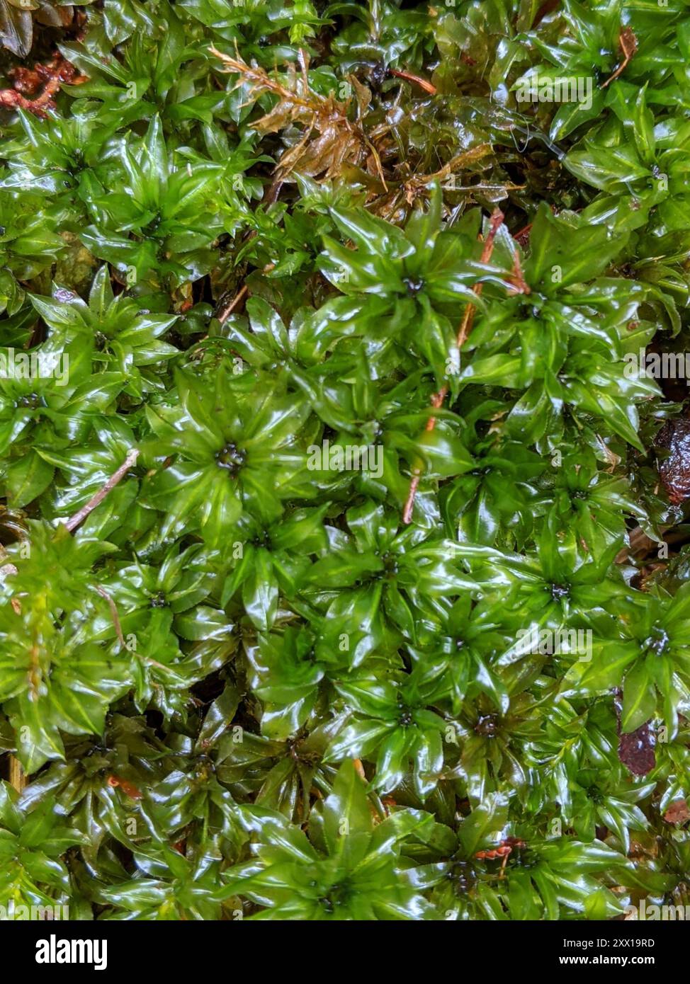 Badge Moss (Plagiomnium insigne) Plantae Stock Photo - Alamy