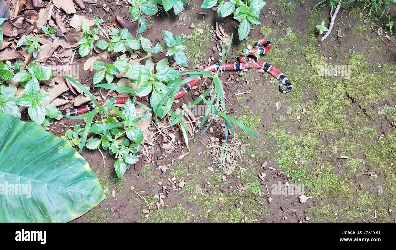 Central American Coralsnake (Micrurus nigrocinctus) Reptilia Stock ...