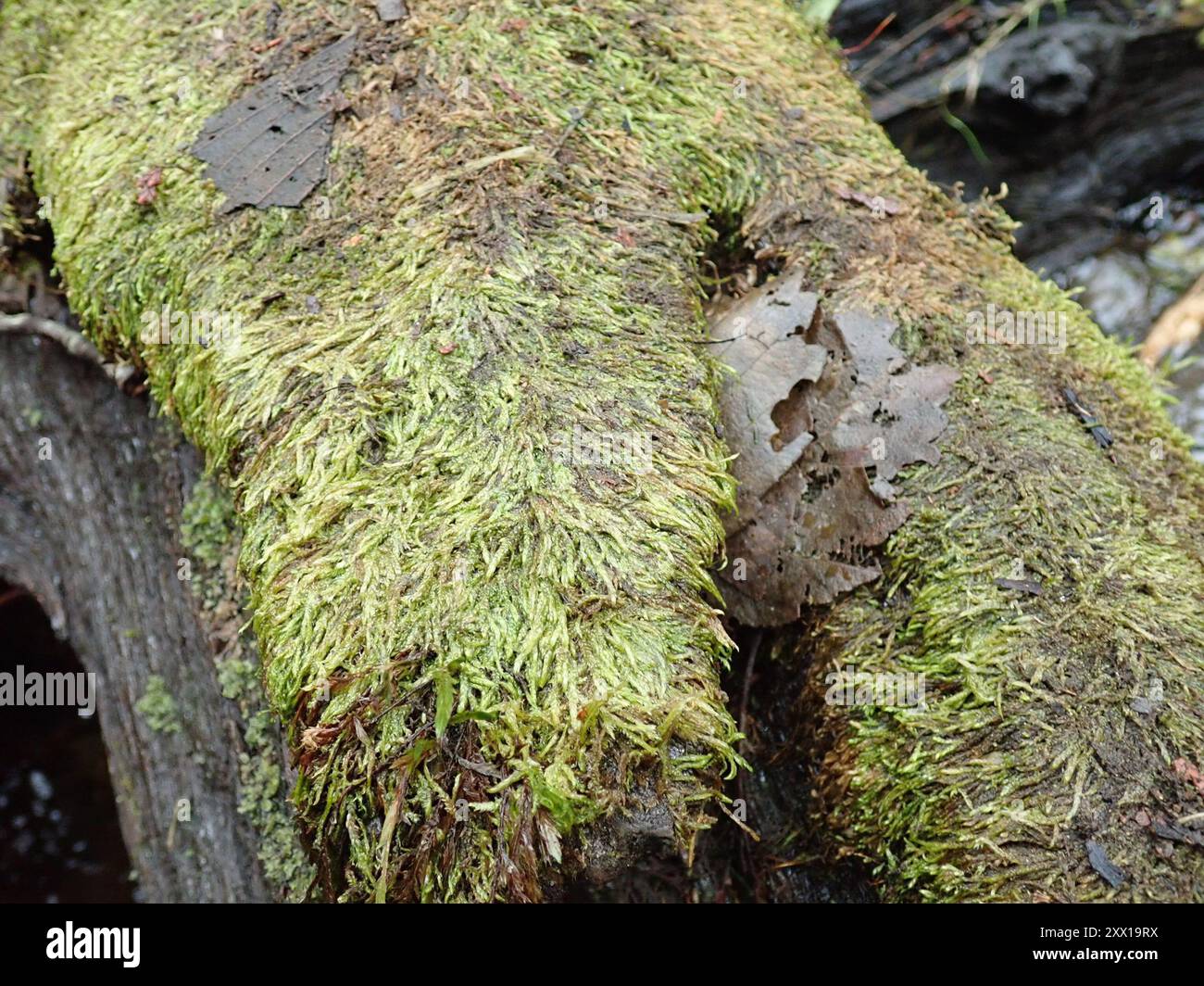 Hygrohypnum Moss (Hygrohypnella ochracea) Plantae Stock Photo - Alamy