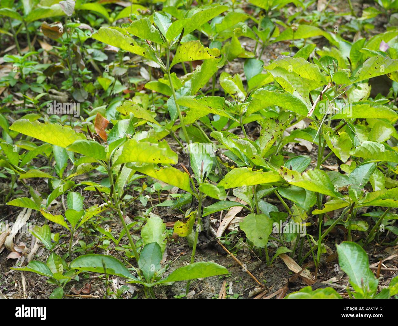 popping pod (Ruellia tuberosa) Plantae Stock Photo - Alamy