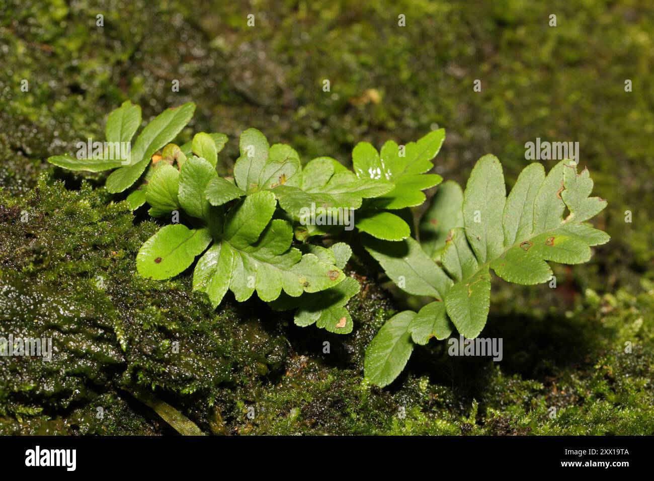 common polypody (Polypodium vulgare) Plantae Stock Photo - Alamy