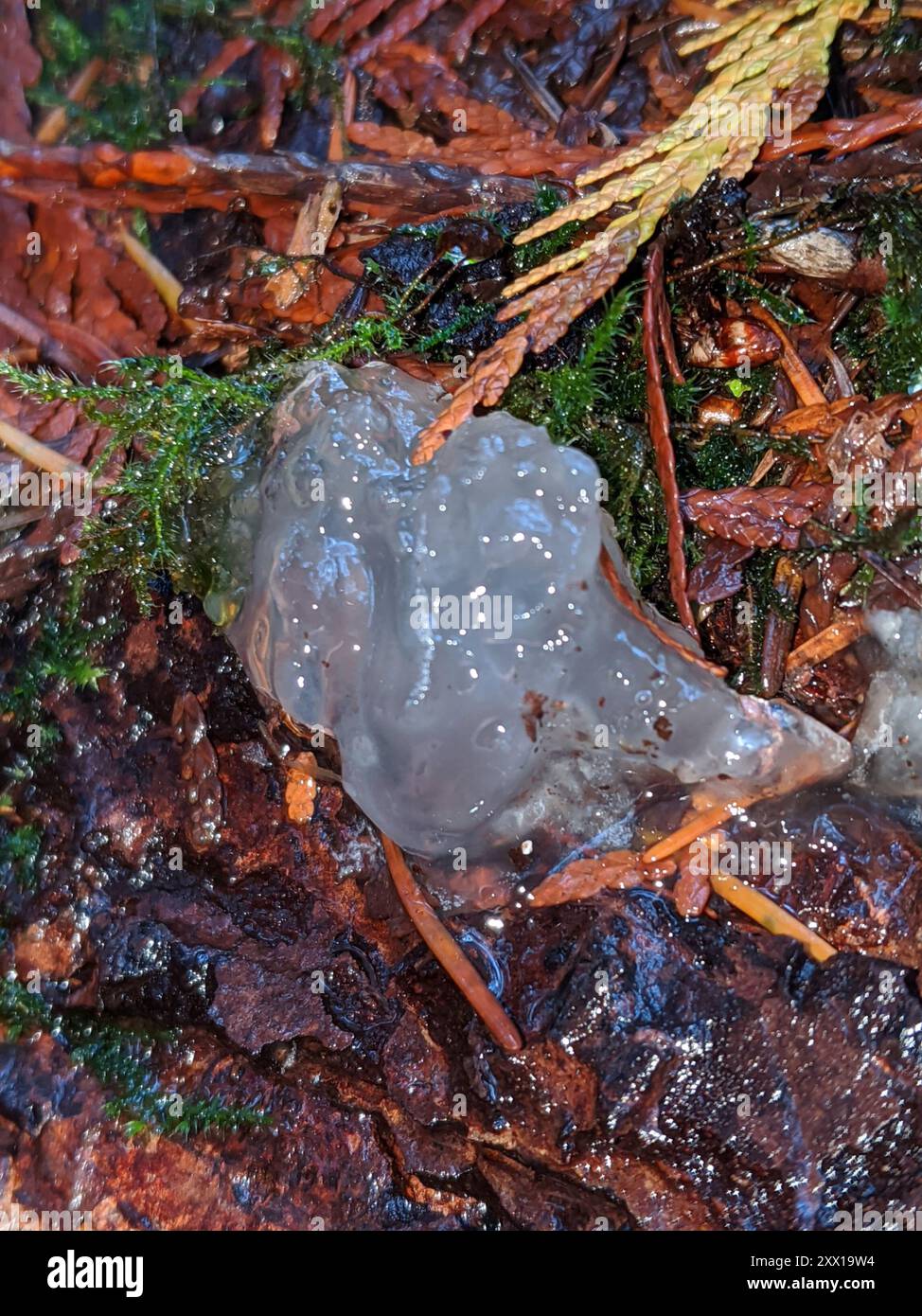Crystal Brain Fungus (Myxarium nucleatum) Fungi Stock Photo - Alamy