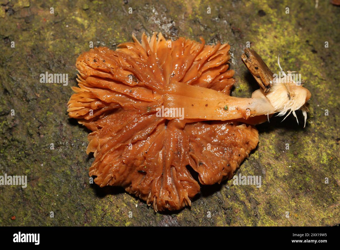 scurfy twiglet (Tubaria furfuracea) Fungi Stock Photo - Alamy