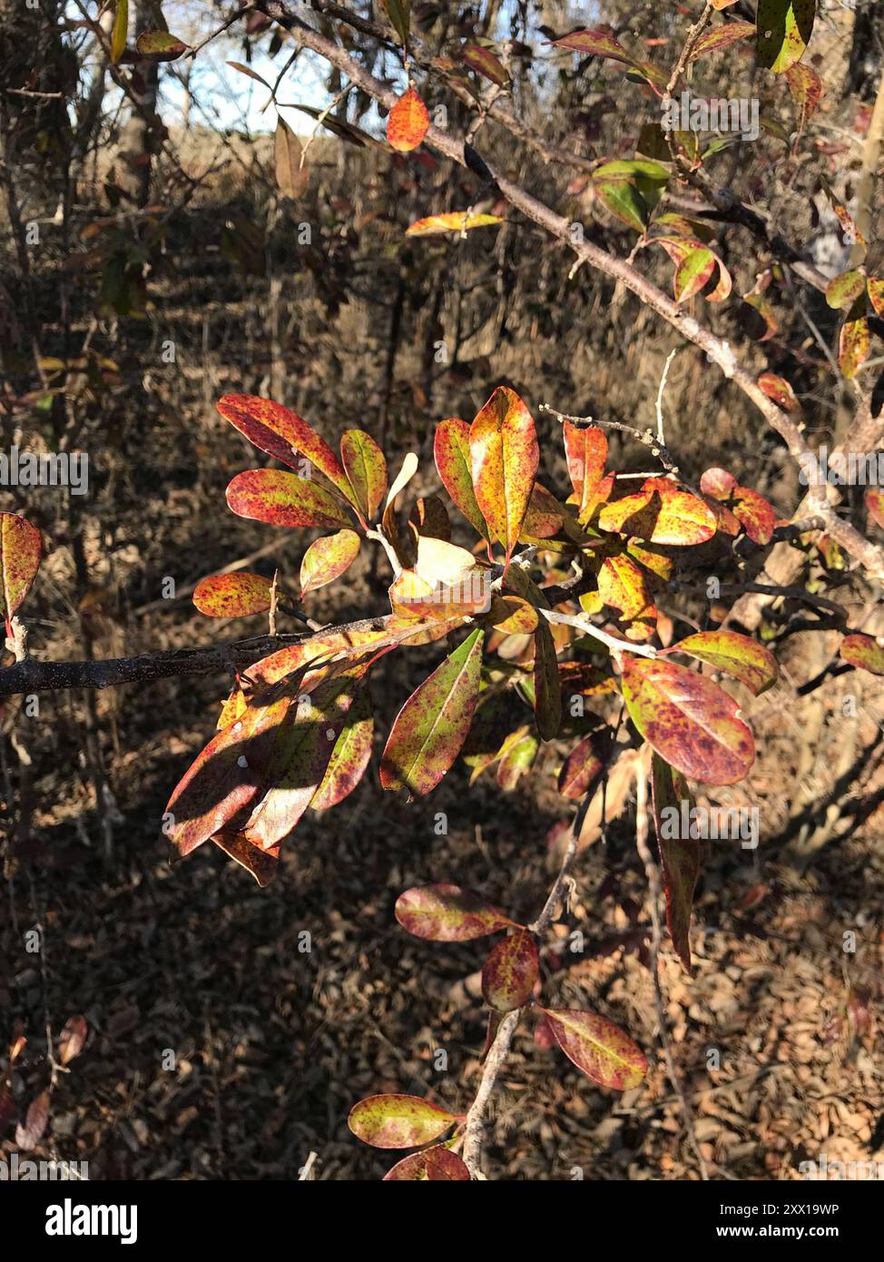 Gum bumelia (Sideroxylon lanuginosum) Plantae Stock Photo - Alamy