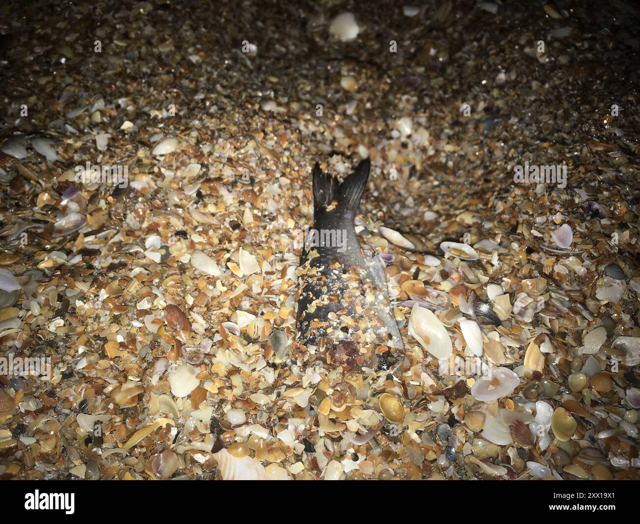 Common Mullets (Mugil) Actinopterygii Stock Photo - Alamy