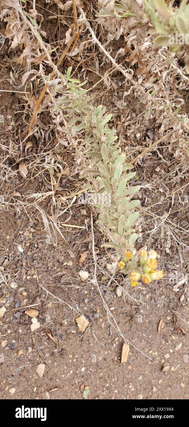 Coastal Goldenbush (Isocoma menziesii) Plantae Stock Photo - Alamy