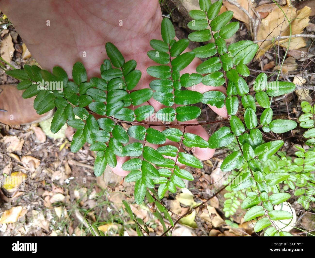 Pteroides hi-res stock photography and images - Alamy