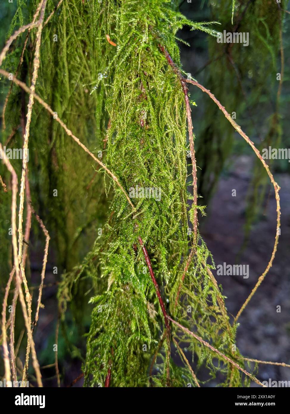 Cat's Tail Moss (Pseudisothecium stoloniferum) Plantae Stock Photo - Alamy
